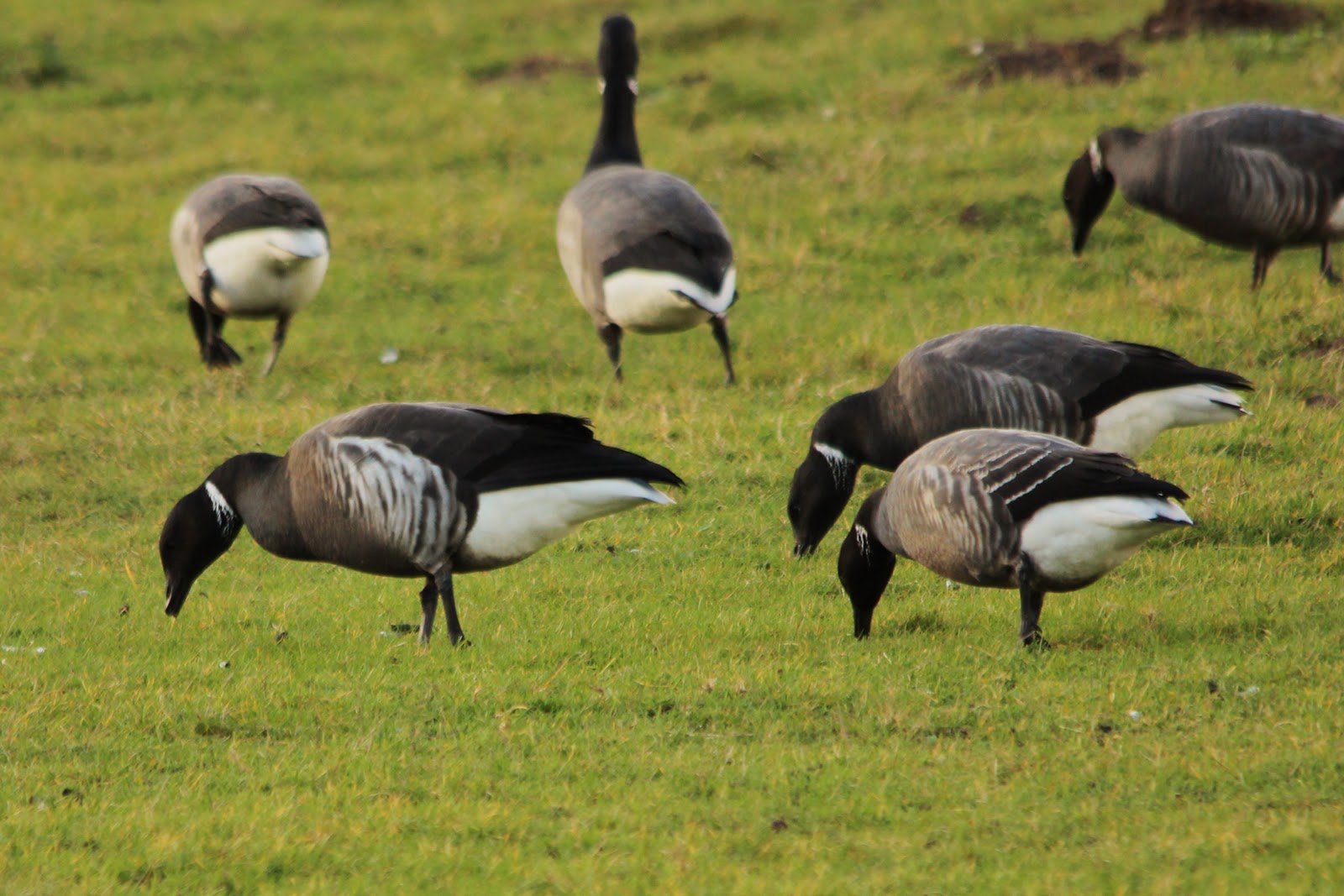 SCILLYSPIDER: ROSS'S and 2 BLACK BRANT GEESE