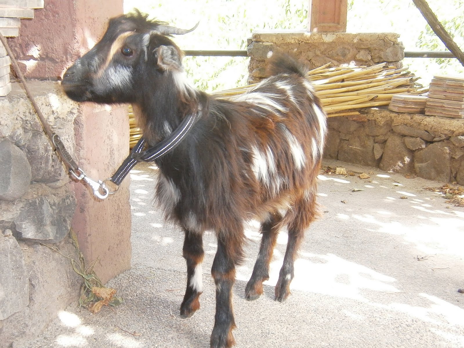 To & For Pets: Chèvre/Goat