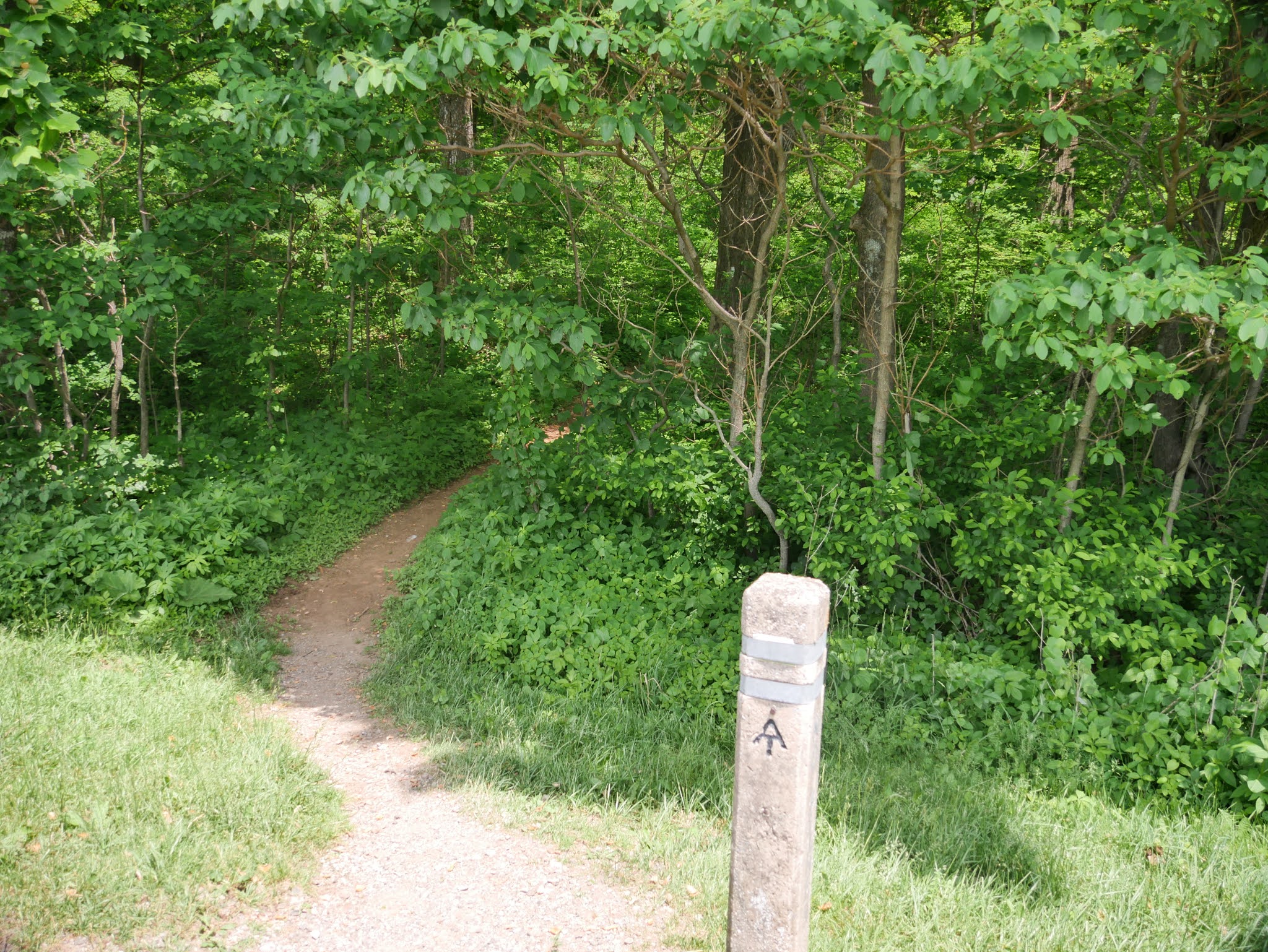 American Travel Journal: Swift Run Gap to South River Picnic Grounds ...