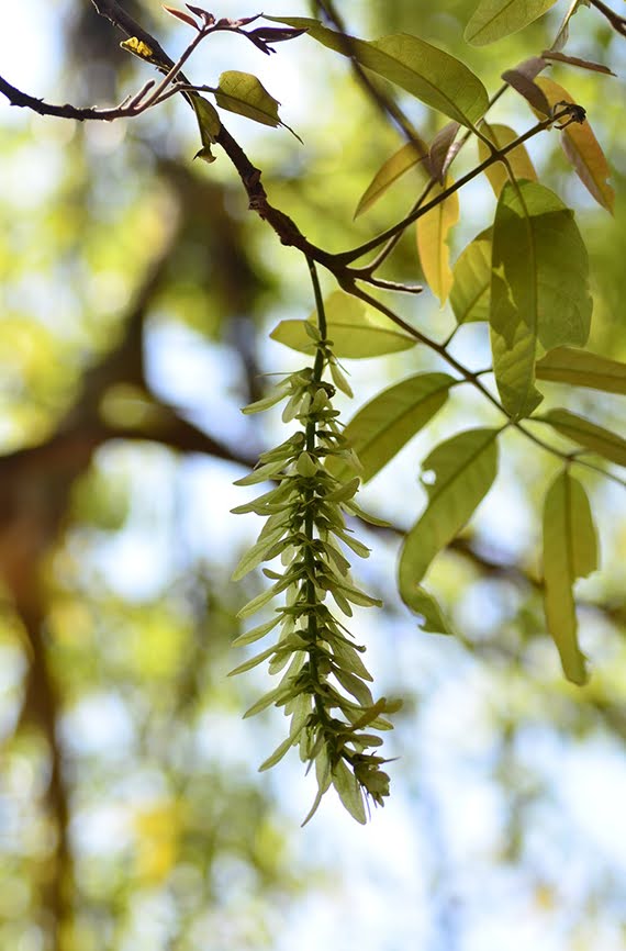 Pterocarya tonkinensis (Franch.) Dode-Tonkin Wingnut
