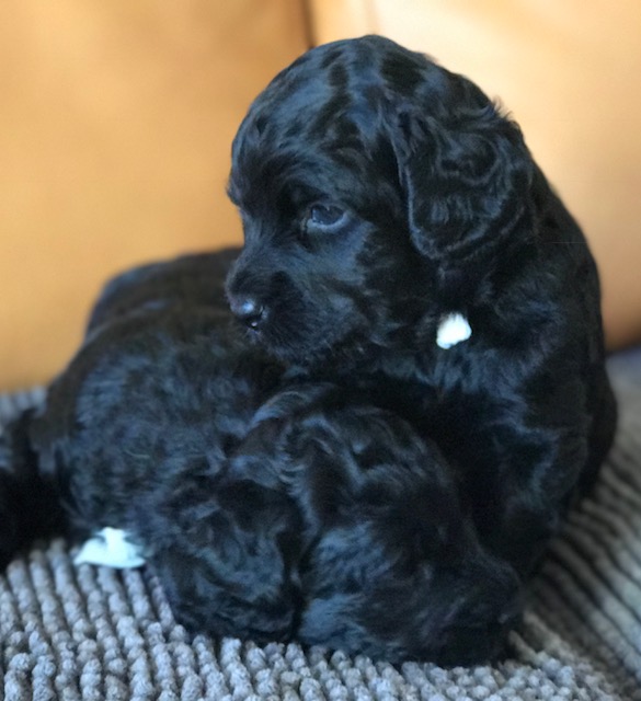 Golden Gate Labradoodles: Authentic Australian Labradoodles