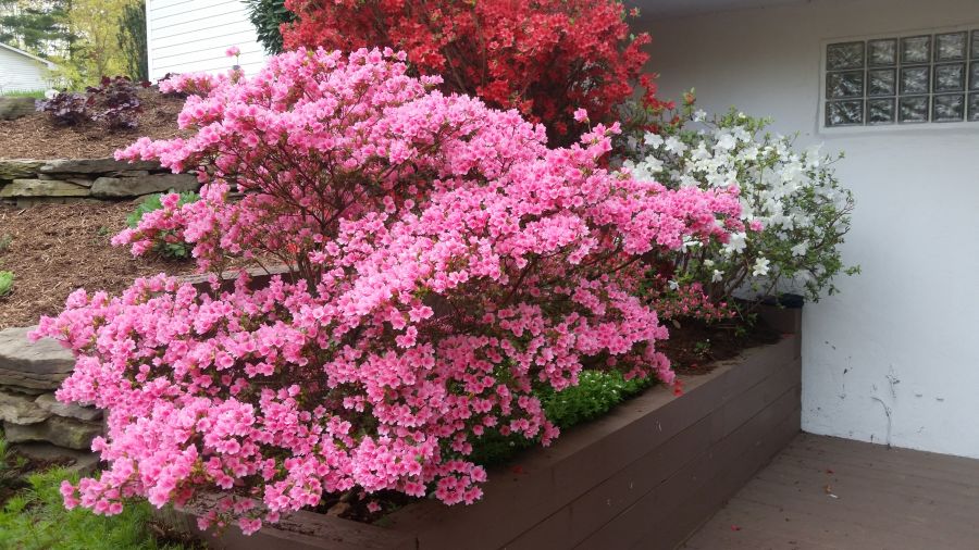 Future Plants by Randy Stewart: Azaleas -Evergreen Hybrids