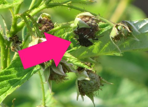 Blog of an Ancient Gardener: Stink Bugs: New Research Findings