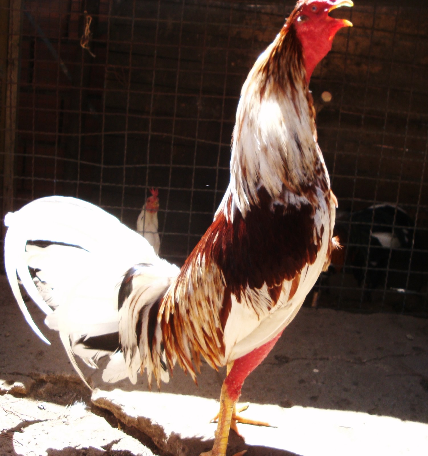 Gallos finos de pelea criadero los zorro