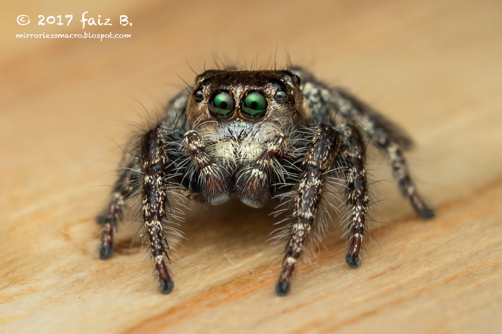 Mirrorless Macro Photography: Selection of Spiders from 2017!