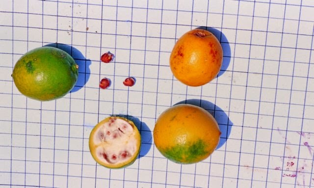 Trapiá - Crateva tapia L.