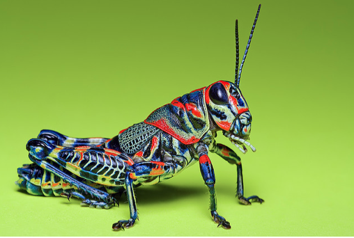 Psychedelic Grasshopper! | Featured Creature