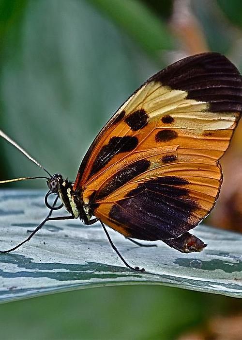 DLA KAŻDEGO: MOTYLE