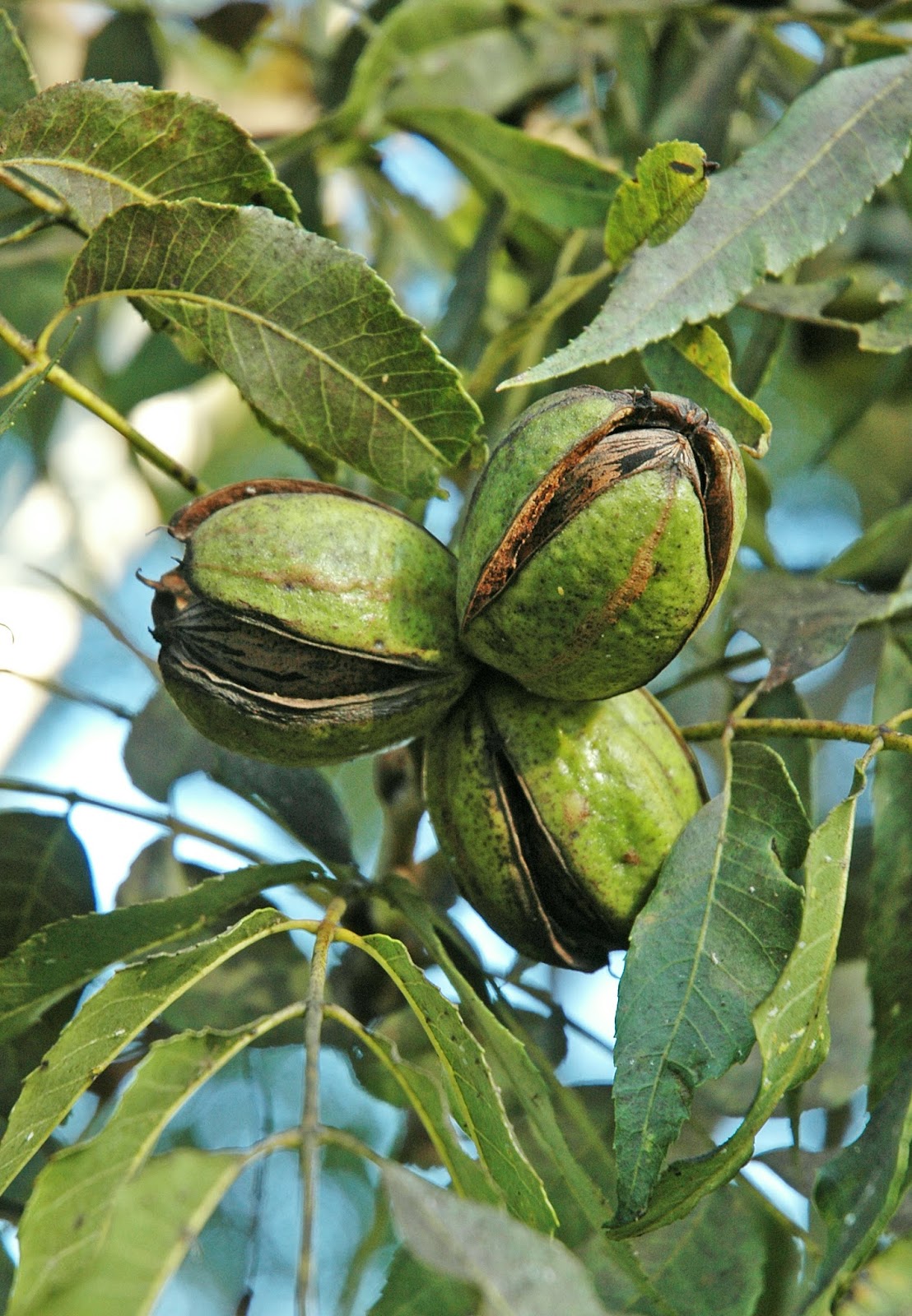 Northern Pecans: Early ripening pecan cultivars split shucks