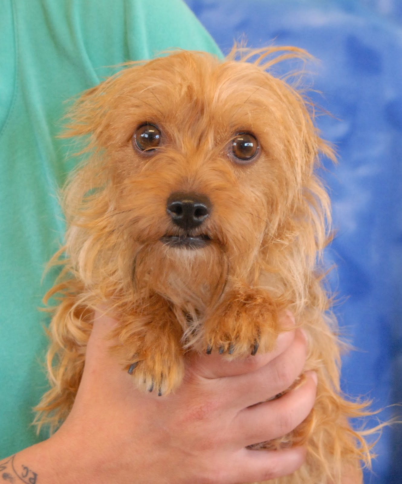 Lucy, a precious Yorkshire Terrier mix puppy debuting for adoption.