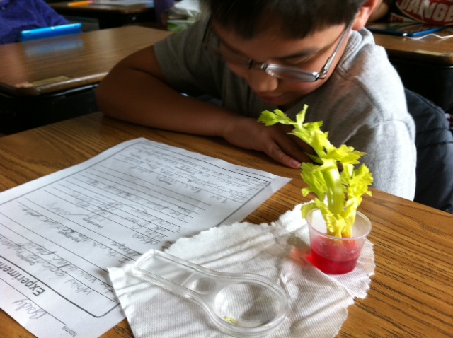 Mrs. Brooks 5th Grade Class : Plant Investigation
