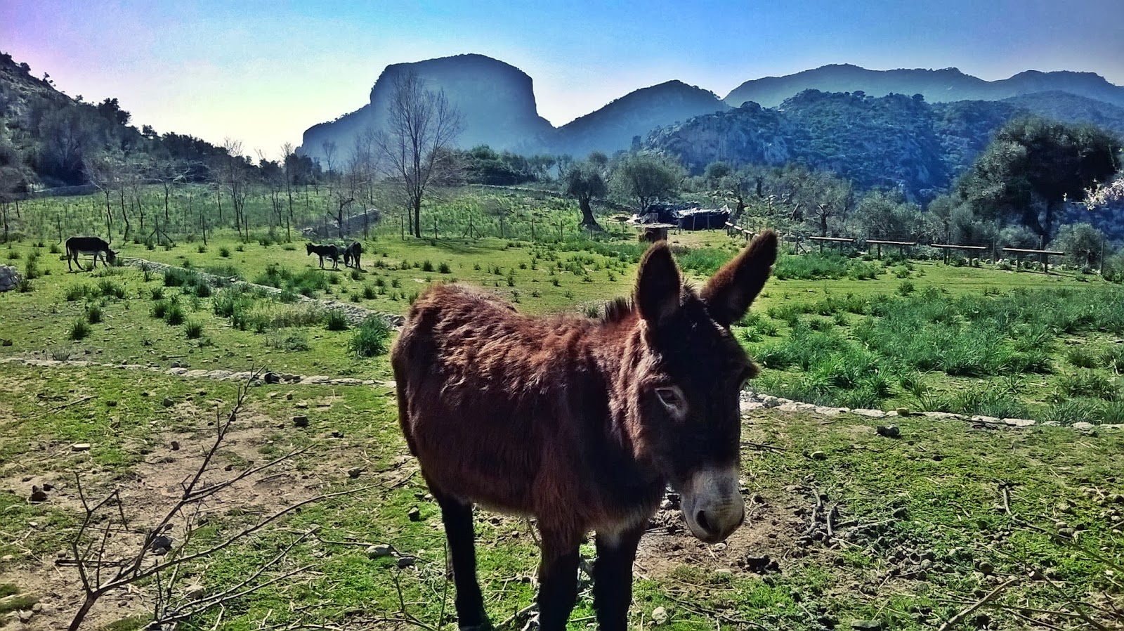 SENDERISMO FOTOGRÁFICO MALLORCA: EXCURSIÓN TOSALS VERDS
