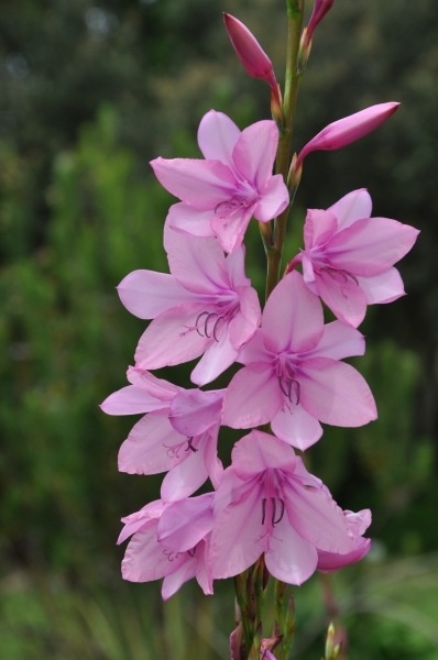 Watsonia meriana - Blog Arco do Verde