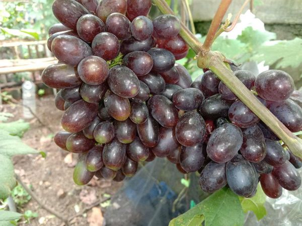 Dari pengalaman... ini, jenis anggur import yang paling banyak diminati ...