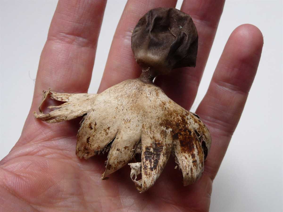 r o b i n 's y a r d: Geastrum