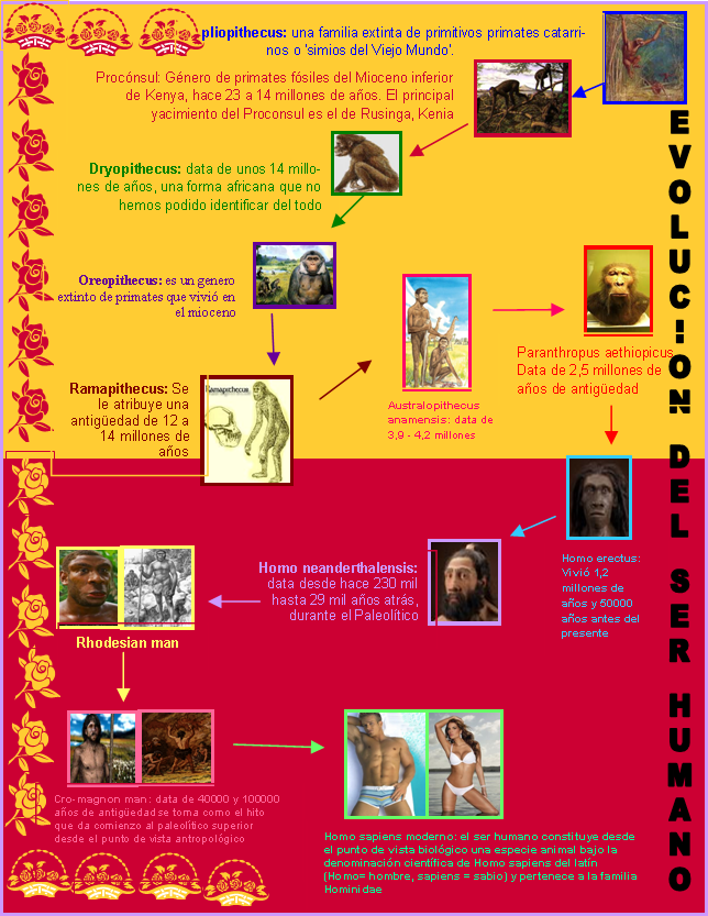Bases Teóricas de la Innovación : Infografia Evolución del ser humano