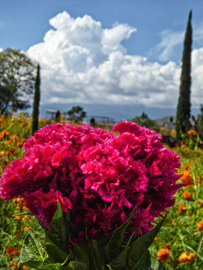 Oaxaca-The Year After: October 2019