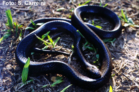Reptossaurus: SERPENTES da CAATINGA