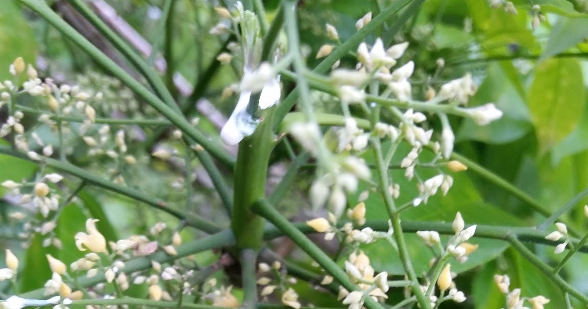 Warisan Petani: WW 32 : Bunga Pokok Getah