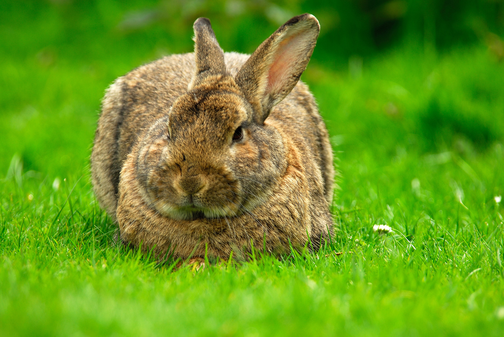 Top 33 Beautiful And Cute Rabbit Wallpapers In HD