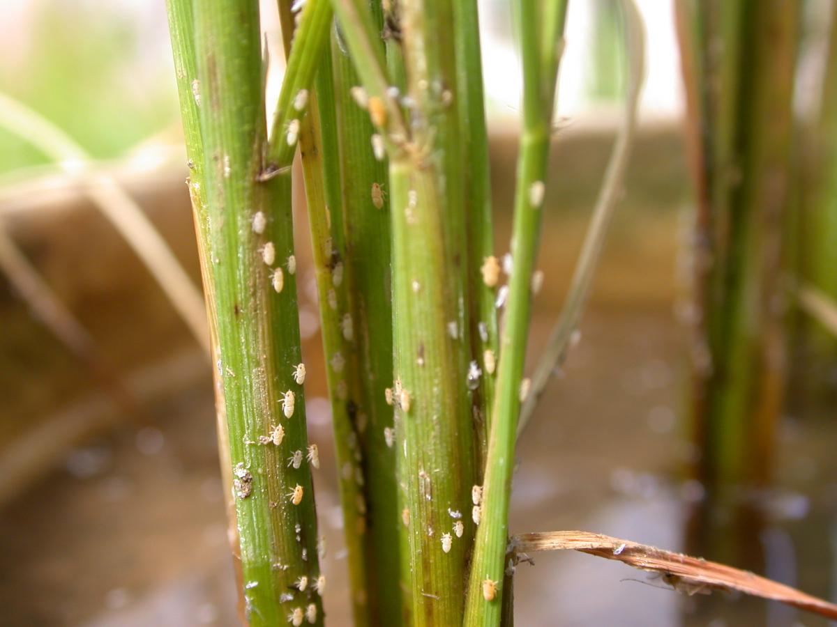 TUNGRO DISEASE, RICE - PHILIPPINES: (ALBAY)