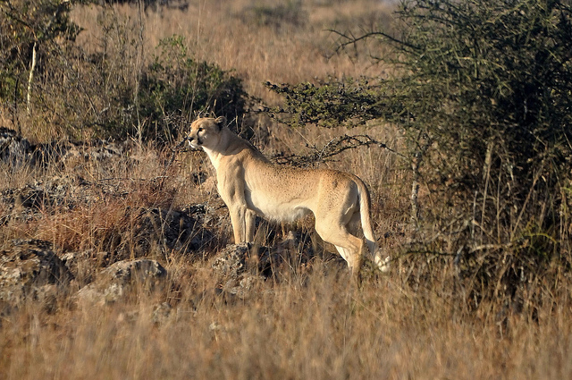The Circus "NO SPIN ZONE": Rare Spotless Cheetah Sighted In Kenya