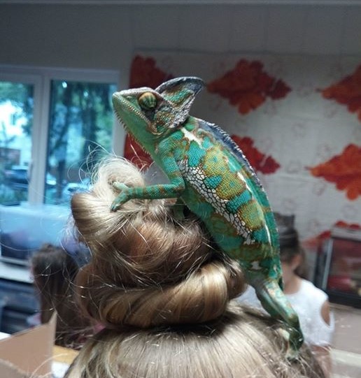 Nõmme loodusmaja e-kool: Elavnurga loomade elu. Geko ja kameeleon.