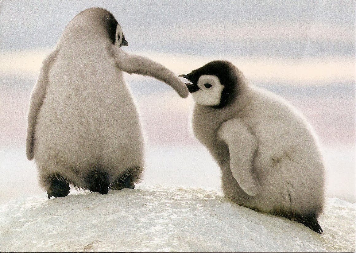 PippiLottaPirat: Baby pinguins postcard from Franciska from Netherlands
