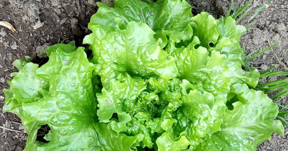 Terra e Sementes: Alface