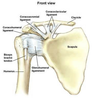 Building Better Athletes: Anatomy Lesson: The Shoulder/ Scapula