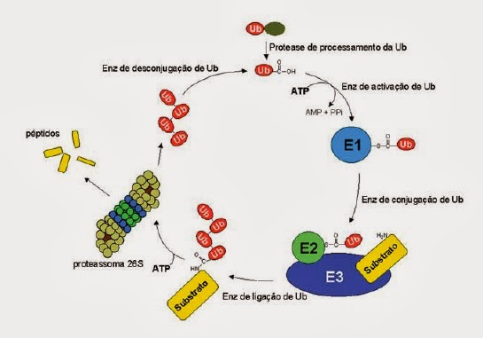 Mundo da Bioquímica (blog sobre bioquímica): Ubiquitina