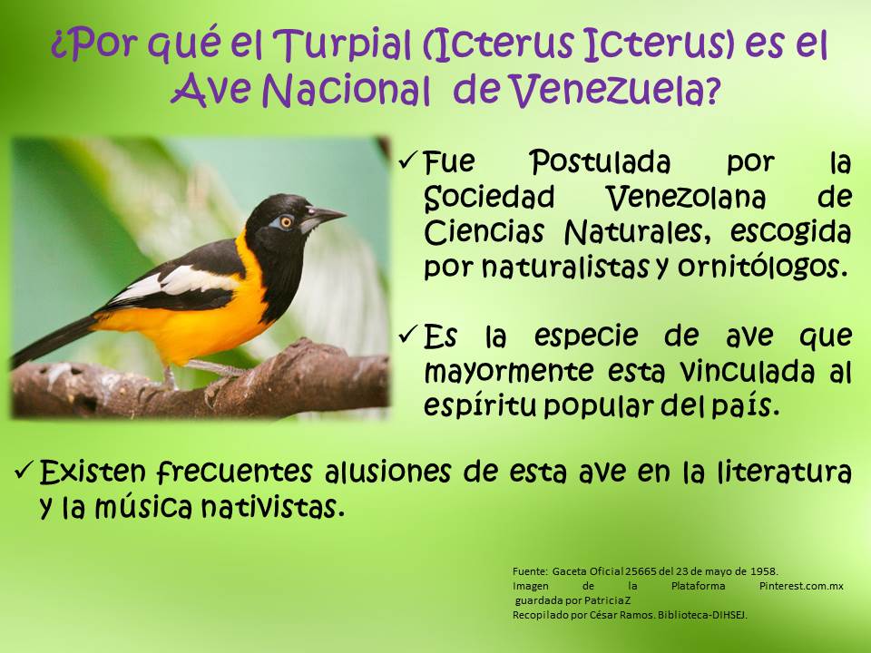DIVISIÓN DE HISTORIA Y SEMIOLOGÍA: El Turpial (Icterus Icterus), Ave ...