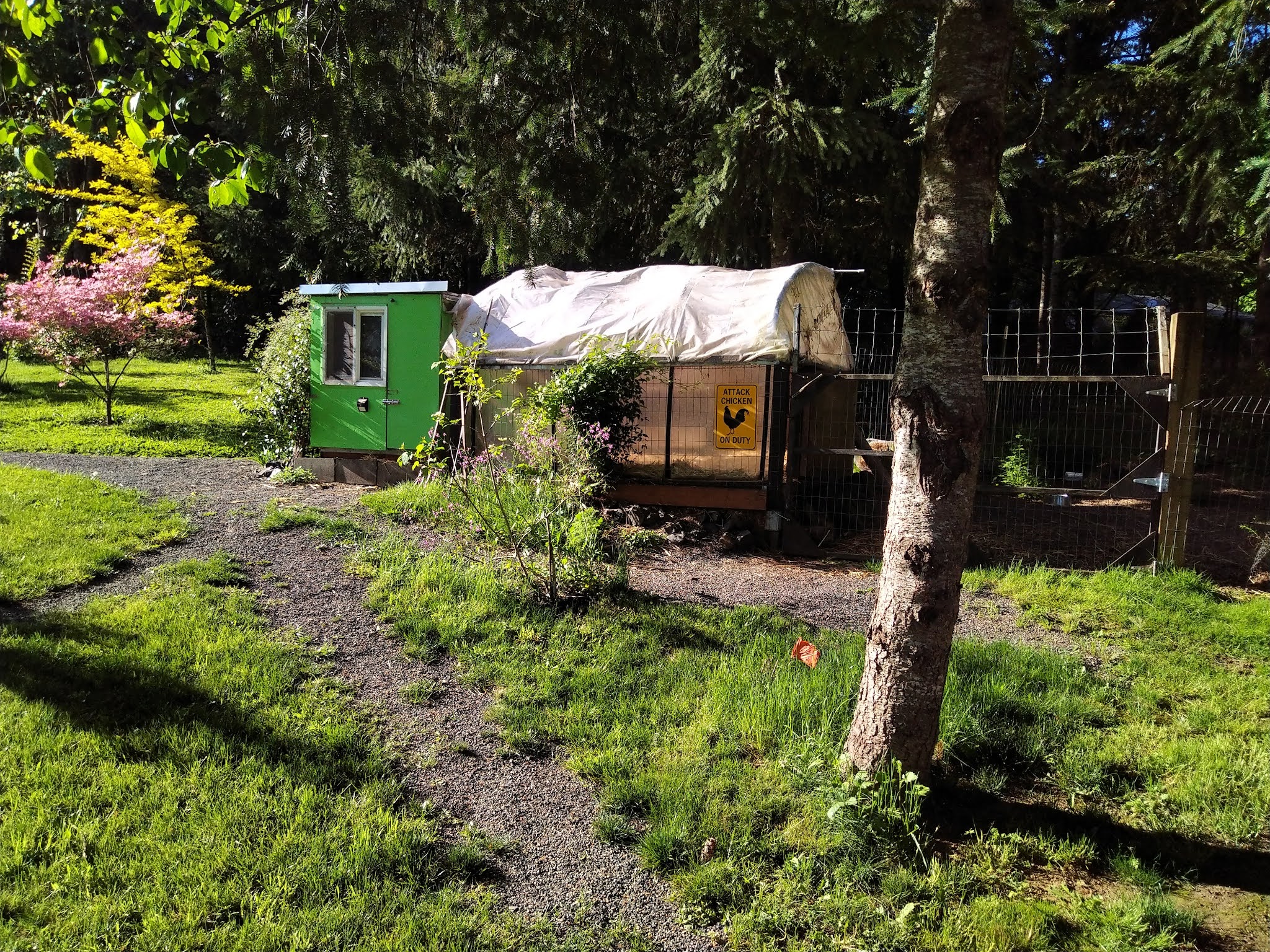 2021 Summer Project: A New Home for the Hens!