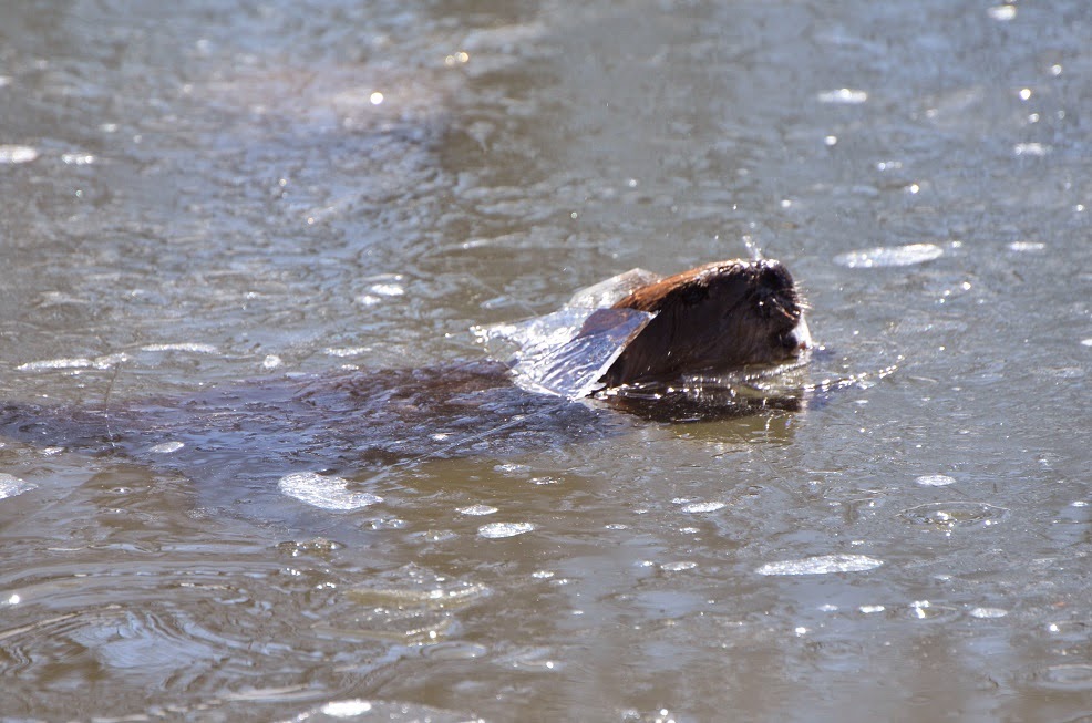 Tales From The Wilds: Beavers Emerge From the Ice
