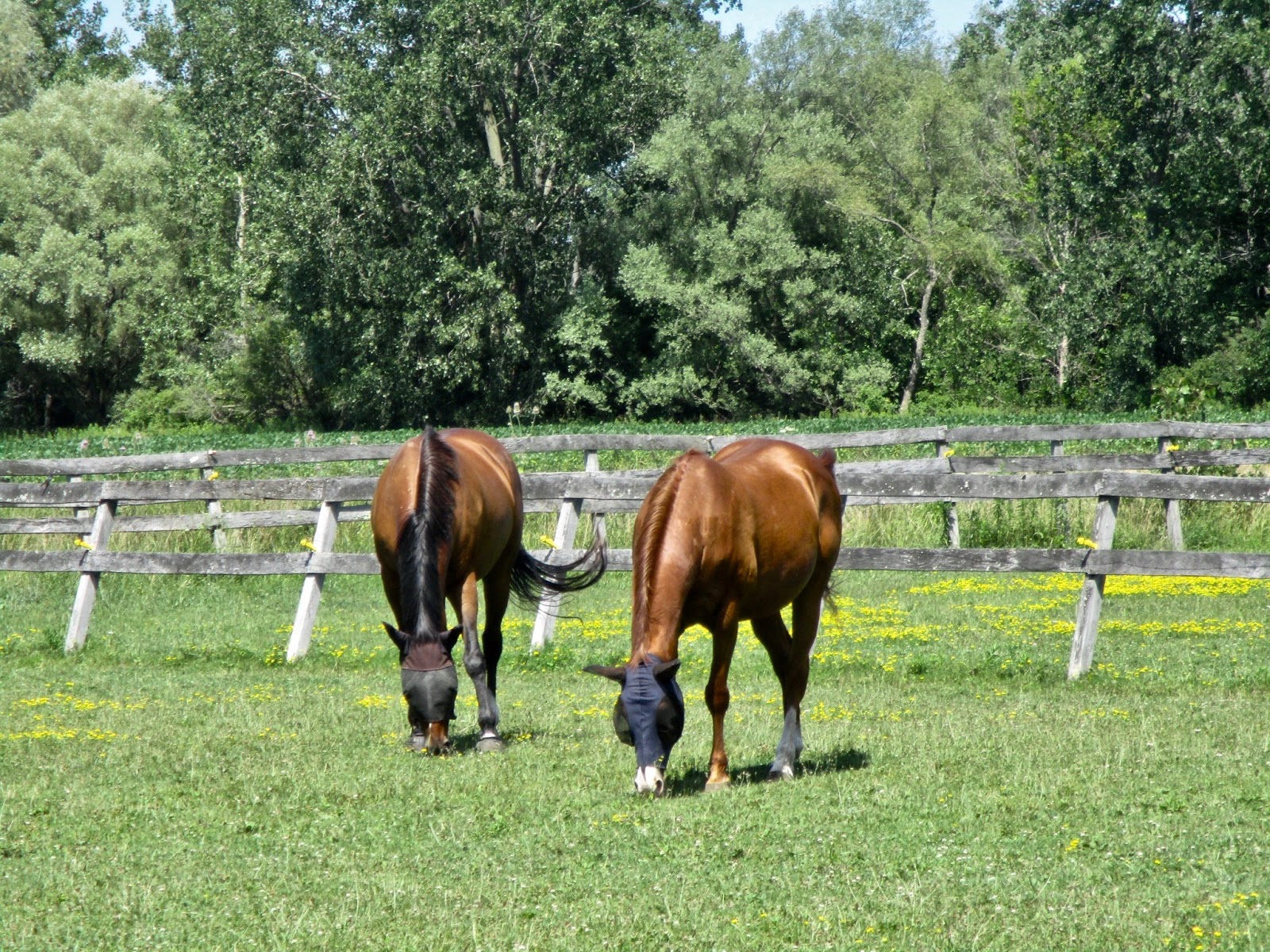 THE SKOOG FARM JOURNAL: An Old Fashioned Farm