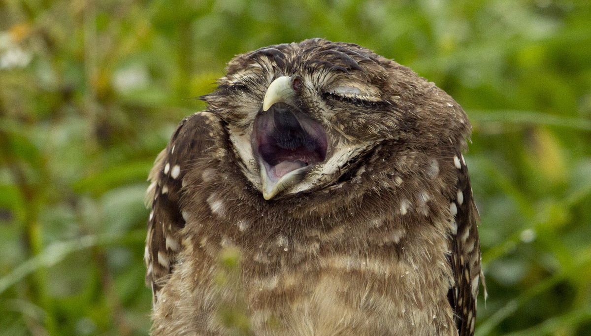 White Wolf : Birdland Celebrates International Owl Awareness Day