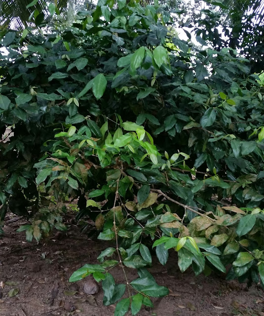 Warisan Petani: Pokok Belinjau.