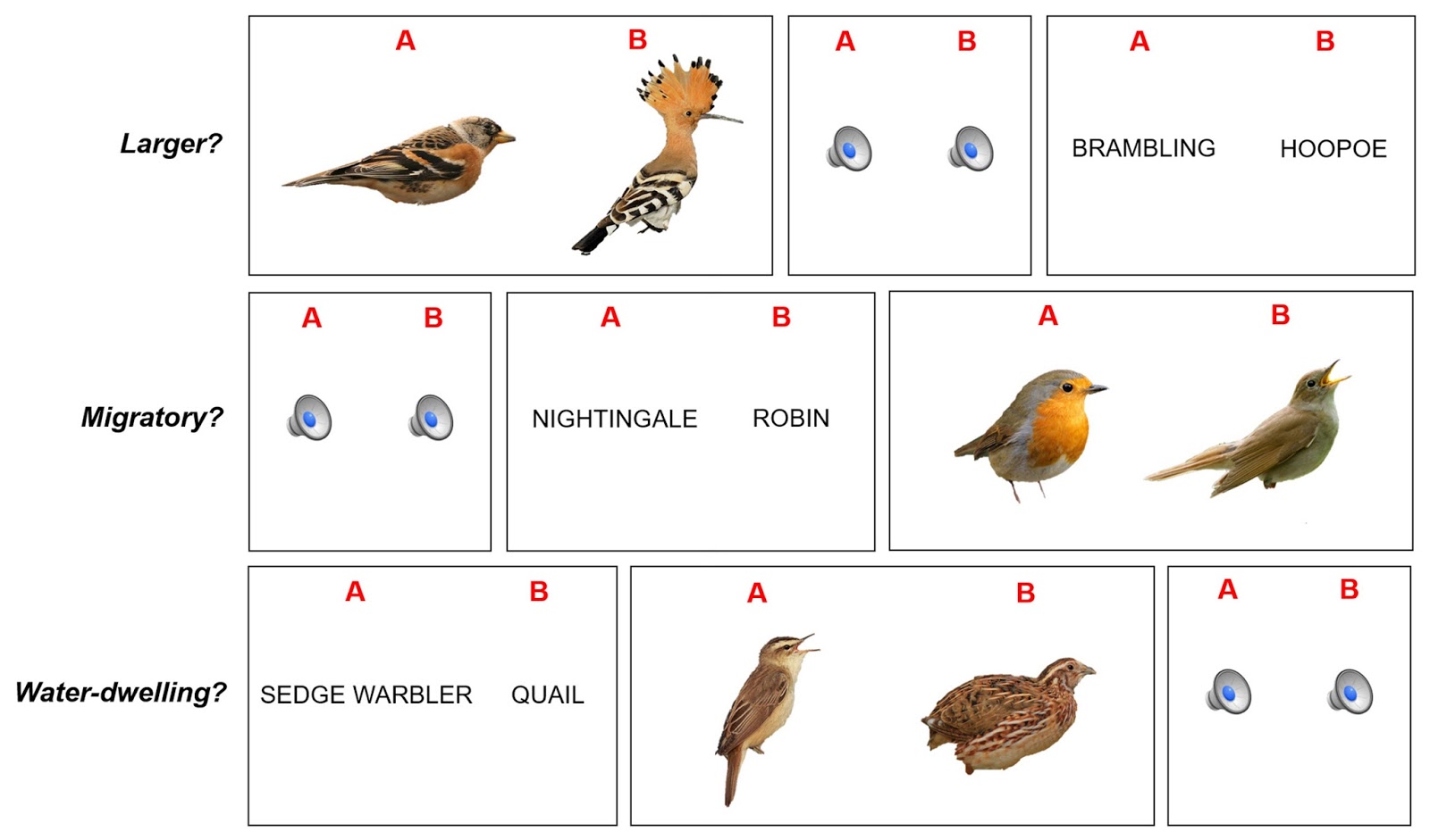 The Neurocritic: The Fractionation of Auditory Semantic Knowledge ...