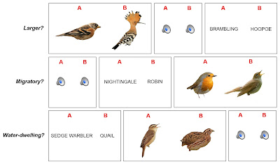 The Neurocritic: The Fractionation of Auditory Semantic Knowledge ...