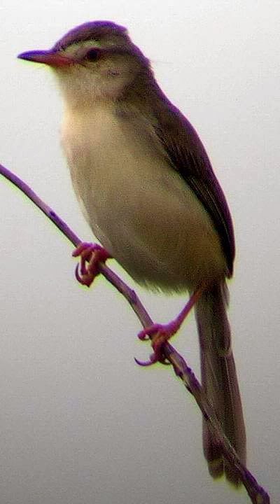 Chirping Bird Mania (Mbah Bird): Prenjak good traits