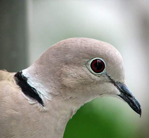 Eurasian collared dove photos | Birds of India | Bird World