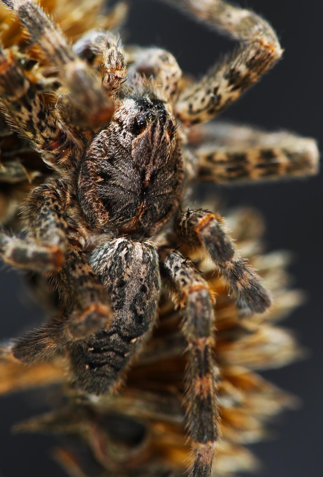 All of Nature: Nursery Web Spider at Springbrook