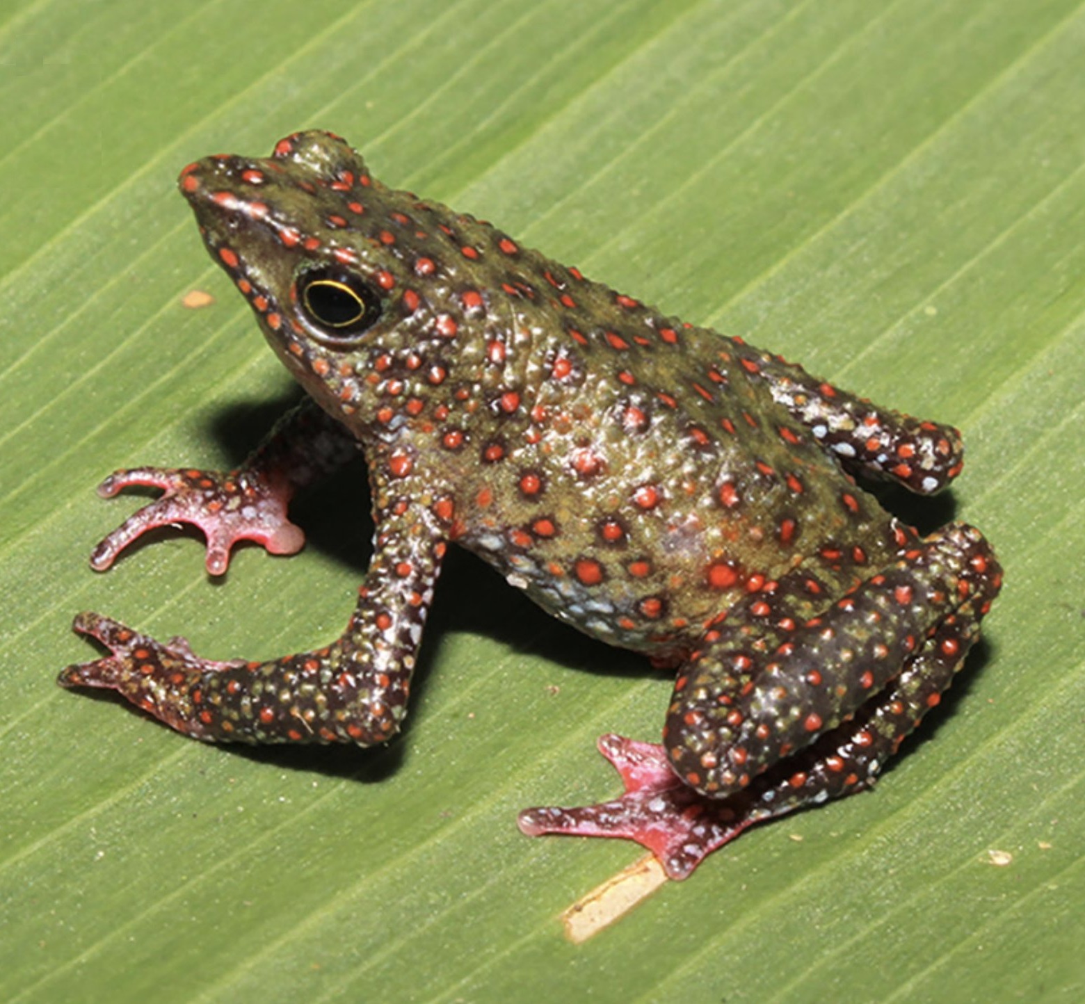 Atelopus Frog