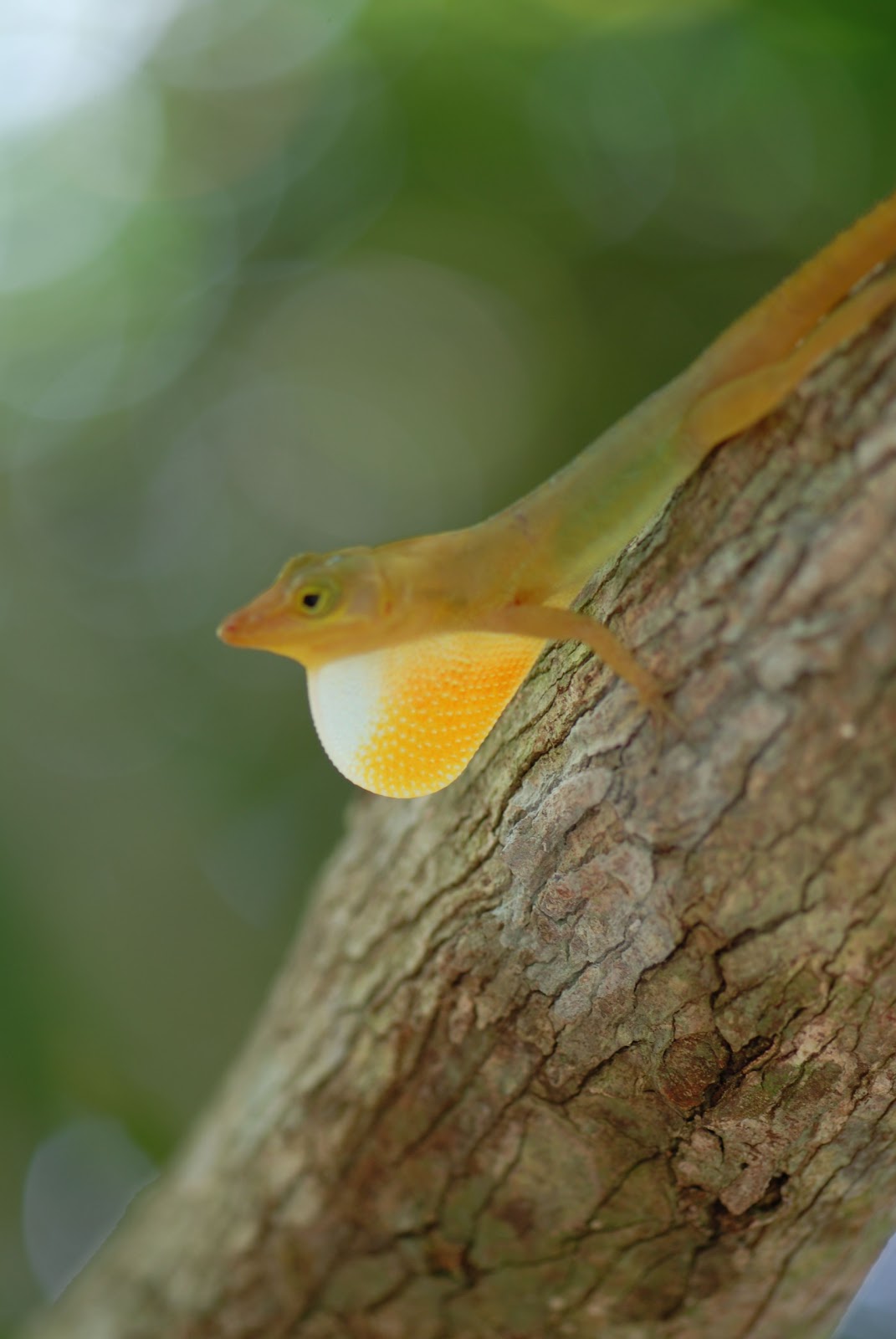 #DidYouAnole - Anolis acutus - Anole Annals