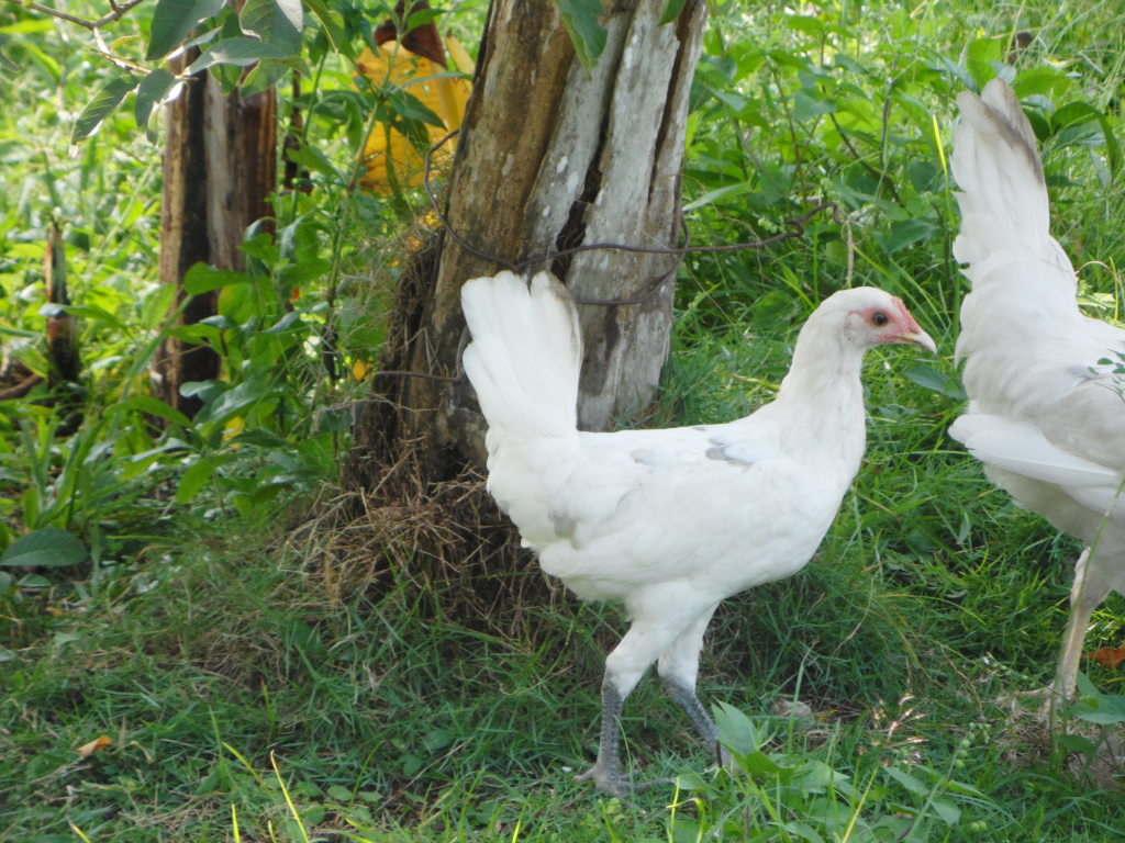native chicken - philippin news collections