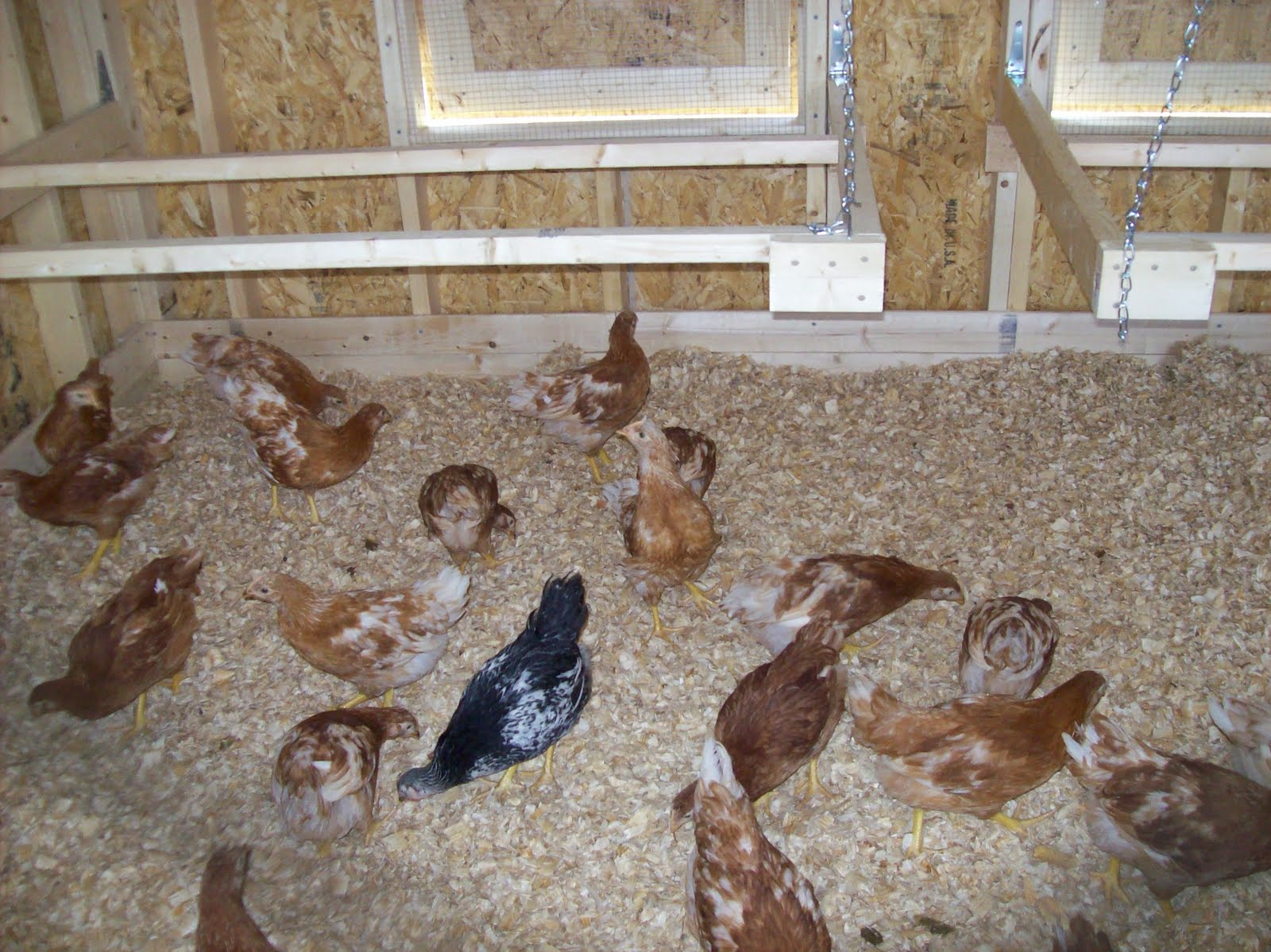 Home Sweet Homestead: Moving Day! Mission accomplished - chickens in ...
