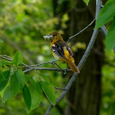 Dendroica: Oriole Constructing a Nest