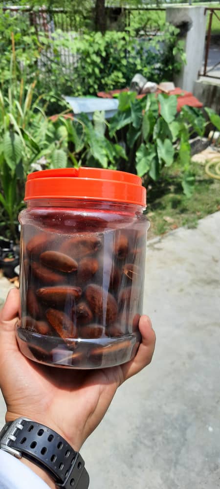 namakucella: MAKAN BUAH PERAH