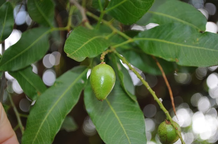 FLORA DE MISIONES Argentina: Melicoccus lepidopetalus Radlk.