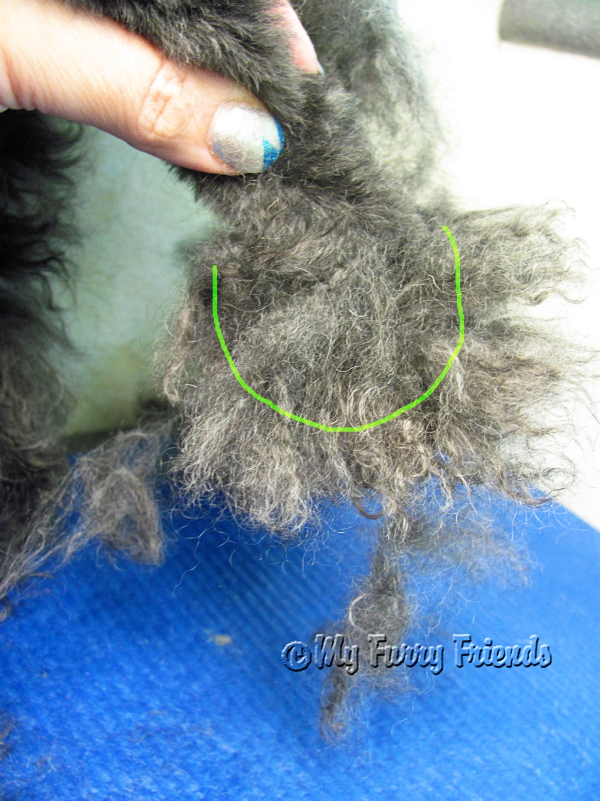 Pet Grooming: The Good, The Bad, & The Furry: Saving Matted Feet